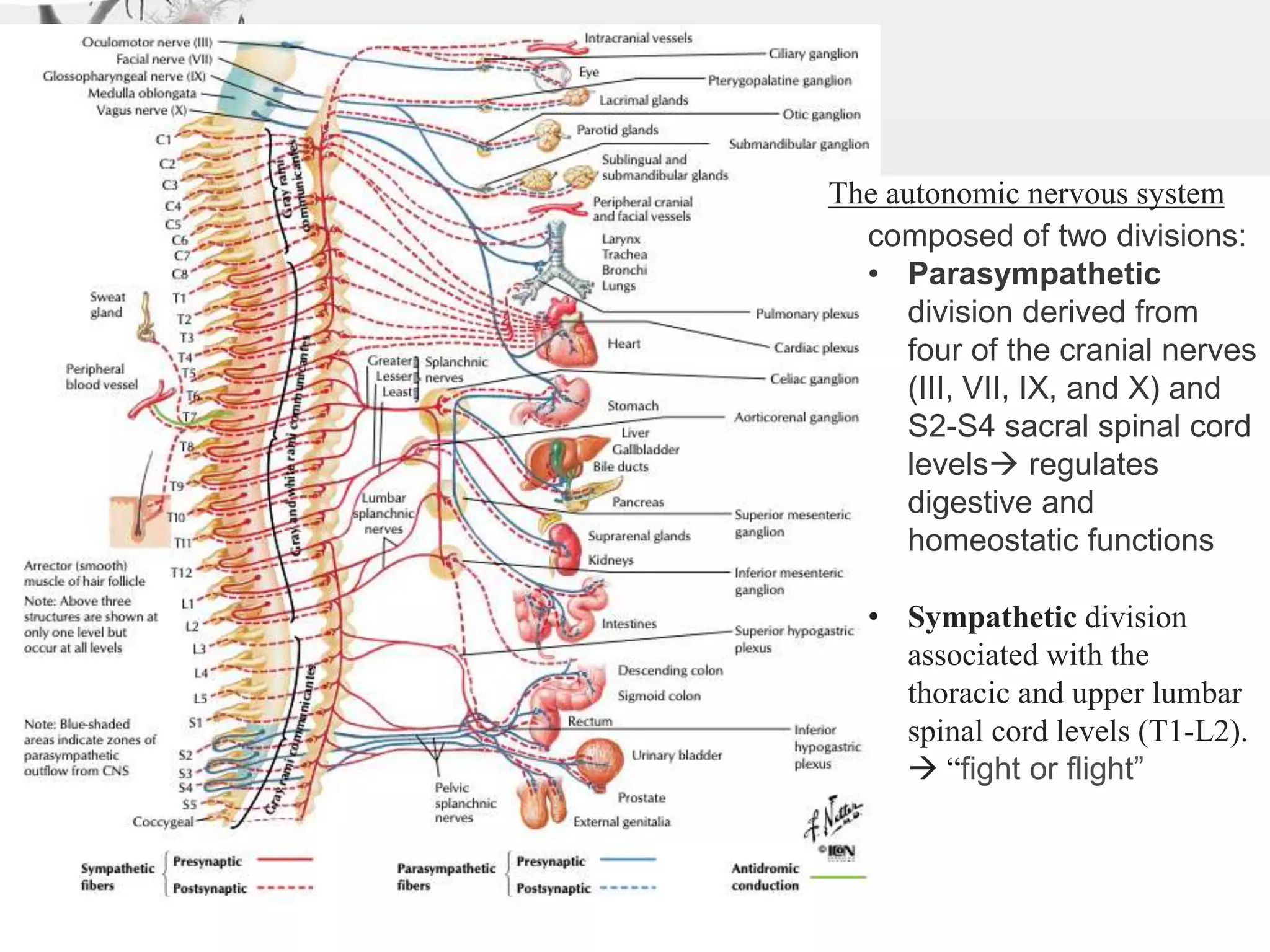 Physiology of brain & spinal cord.pptx