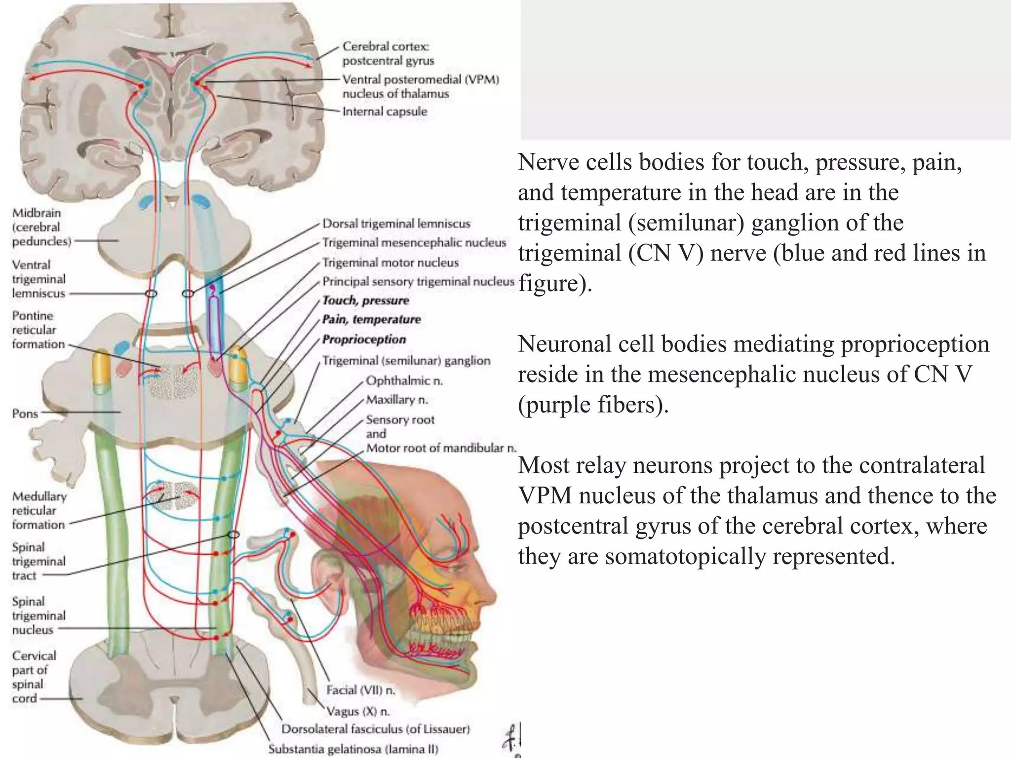 Physiology of brain & spinal cord.pptx