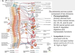 Physiology of brain & spinal cord.pptx
