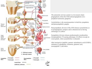 Physiology of brain & spinal cord.pptx