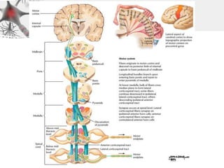 Physiology of brain & spinal cord.pptx