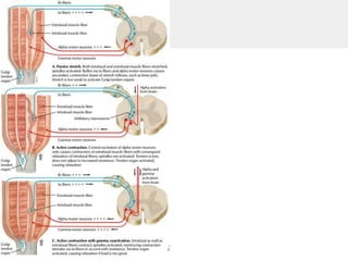 Physiology of brain & spinal cord.pptx