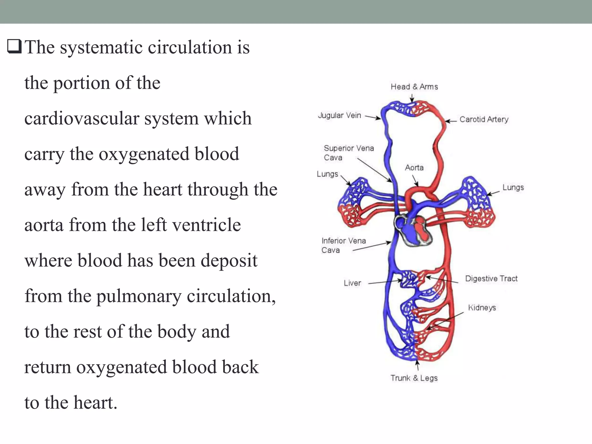 CARDIOVASCULAR/CIRCULATORY SYSTEM | PPT