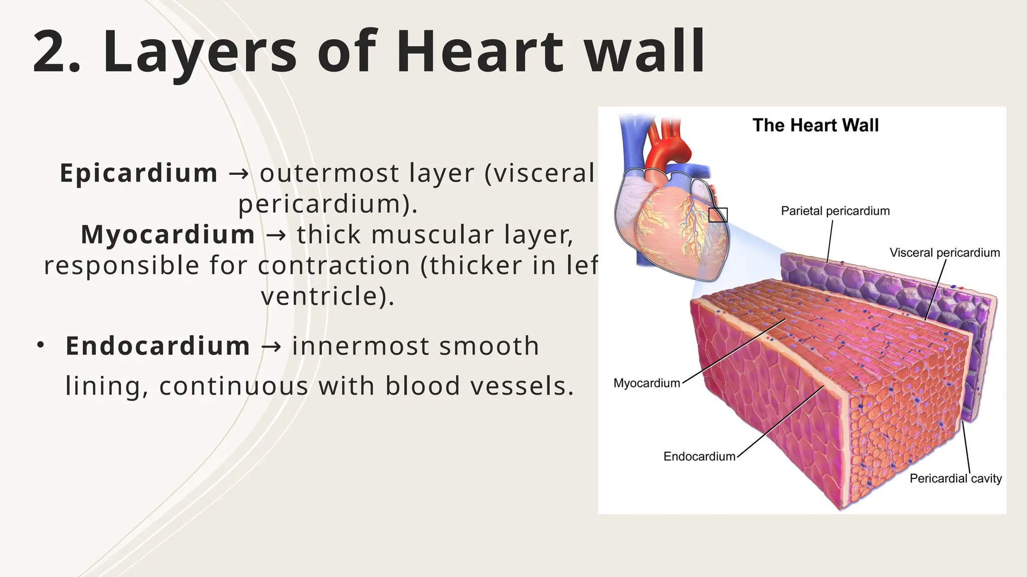 physiology of cardiac muscle by ahs.pptx