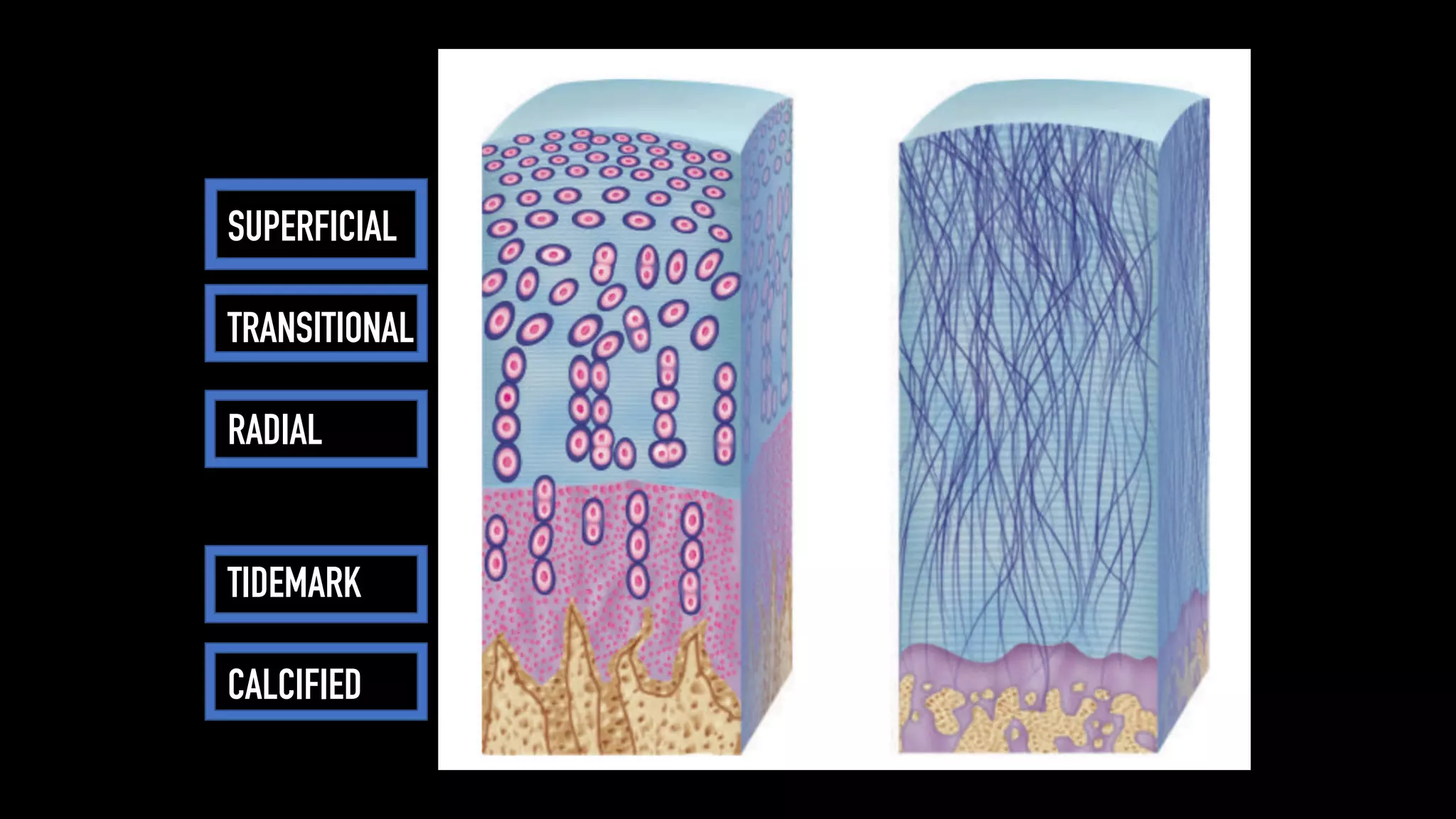 PHYSIOLOGY OF CARTILAGE, COLLAGEN, TENDON, MUSCLE.pdf