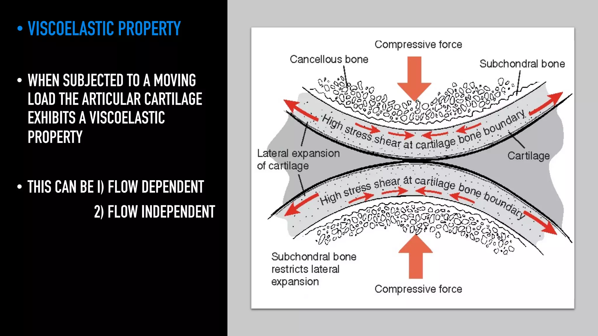 PHYSIOLOGY OF CARTILAGE, COLLAGEN, TENDON, MUSCLE.pdf