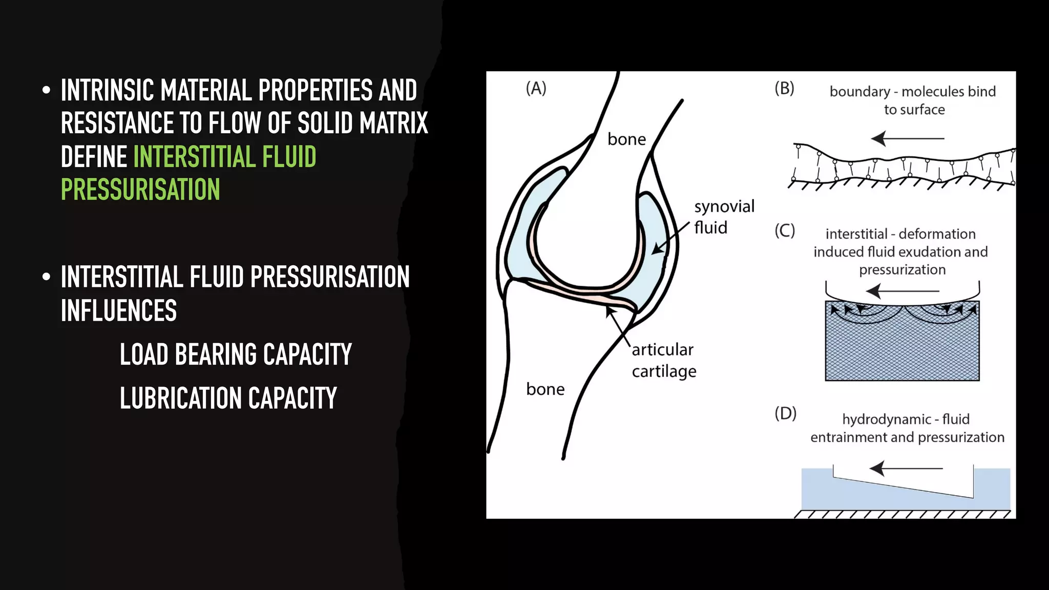 PHYSIOLOGY OF CARTILAGE, COLLAGEN, TENDON, MUSCLE.pdf