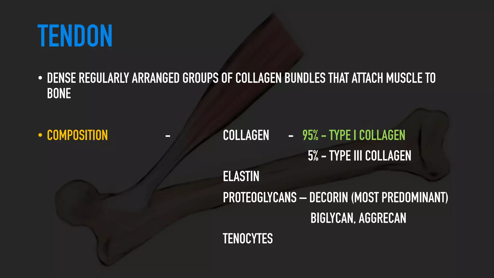 PHYSIOLOGY OF CARTILAGE, COLLAGEN, TENDON, MUSCLE.pdf