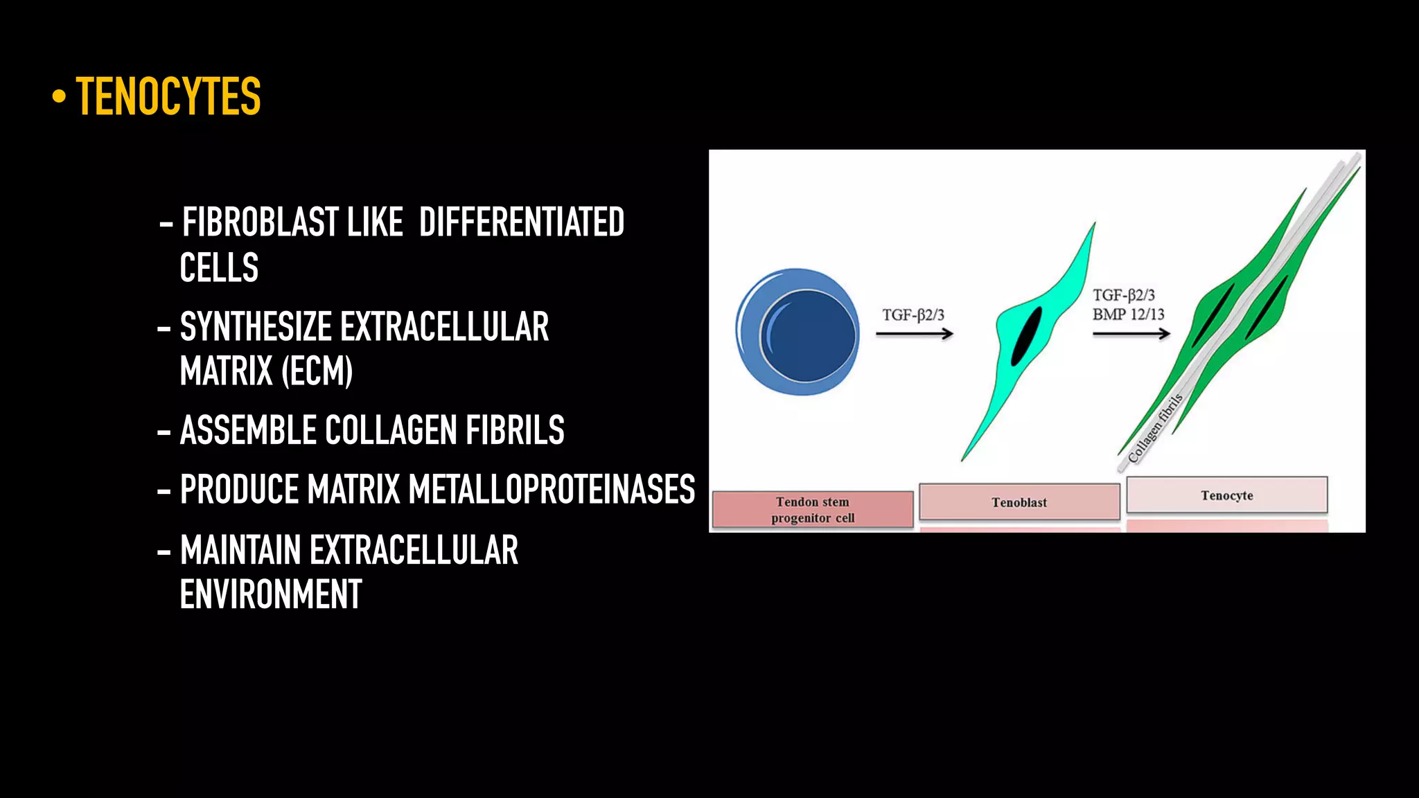 PHYSIOLOGY OF CARTILAGE, COLLAGEN, TENDON, MUSCLE.pdf