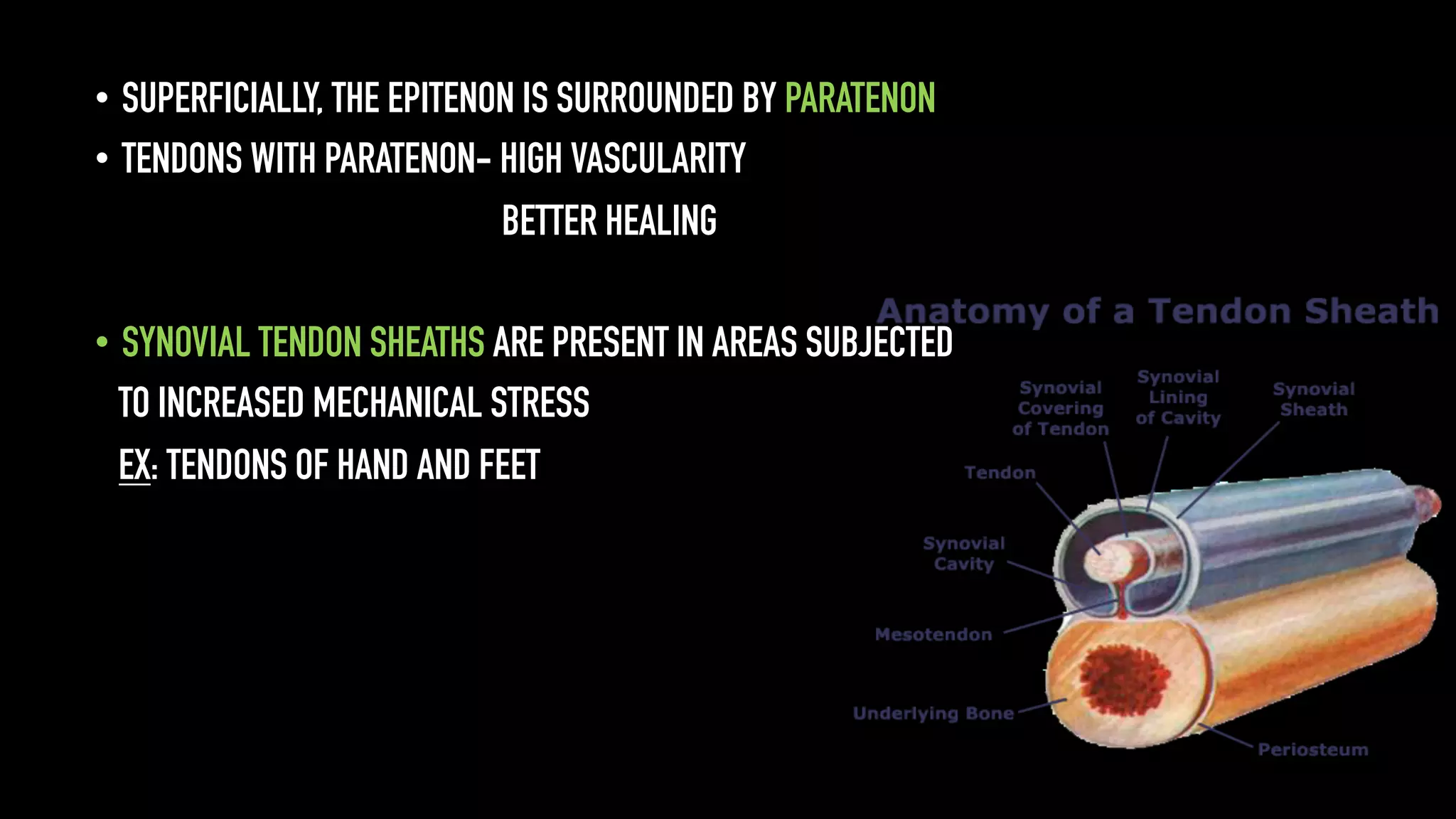 PHYSIOLOGY OF CARTILAGE, COLLAGEN, TENDON, MUSCLE.pdf