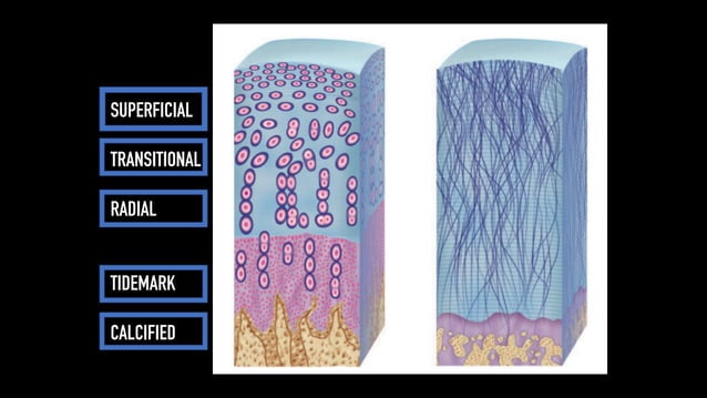 PHYSIOLOGY OF CARTILAGE, COLLAGEN, TENDON, MUSCLE.pdf