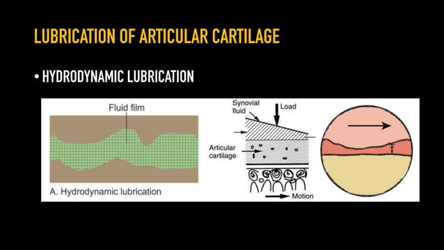 PHYSIOLOGY OF CARTILAGE, COLLAGEN, TENDON, MUSCLE.pdf