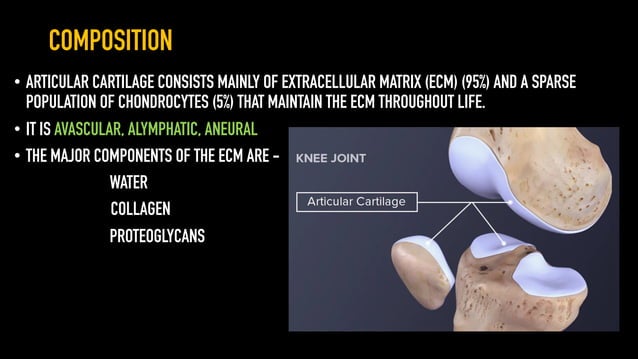 PHYSIOLOGY OF CARTILAGE, COLLAGEN, TENDON, MUSCLE.pdf