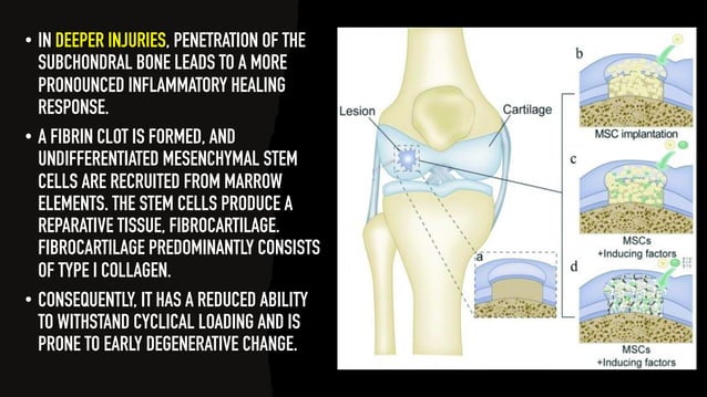 PHYSIOLOGY OF CARTILAGE, COLLAGEN, TENDON, MUSCLE.pdf