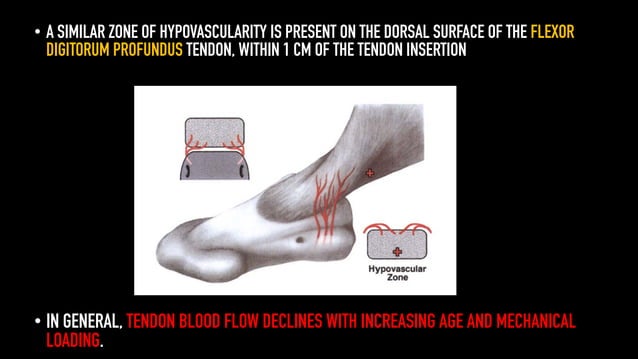 PHYSIOLOGY OF CARTILAGE, COLLAGEN, TENDON, MUSCLE.pdf