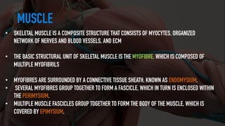 PHYSIOLOGY OF CARTILAGE, COLLAGEN, TENDON, MUSCLE.pdf