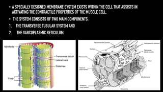 PHYSIOLOGY OF CARTILAGE, COLLAGEN, TENDON, MUSCLE.pdf