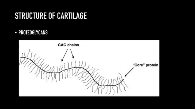 PHYSIOLOGY OF CARTILAGE, COLLAGEN, TENDON, MUSCLE.pdf
