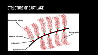 PHYSIOLOGY OF CARTILAGE, COLLAGEN, TENDON, MUSCLE.pdf