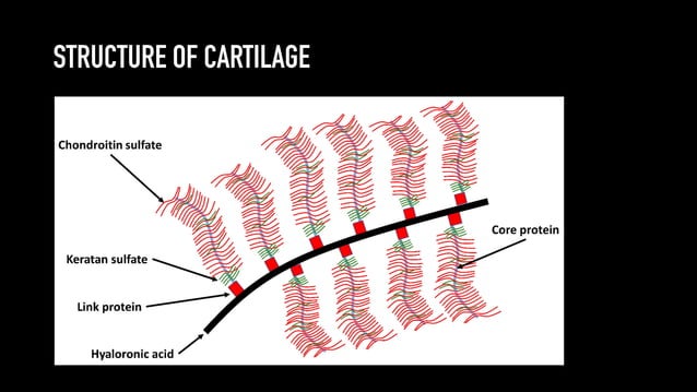 PHYSIOLOGY OF CARTILAGE, COLLAGEN, TENDON, MUSCLE.pdf