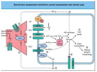 Basics of Chronic Pain - Dr Venugopal Kochiyil | PPT