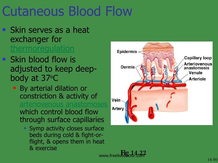 Physiology Of Circulation