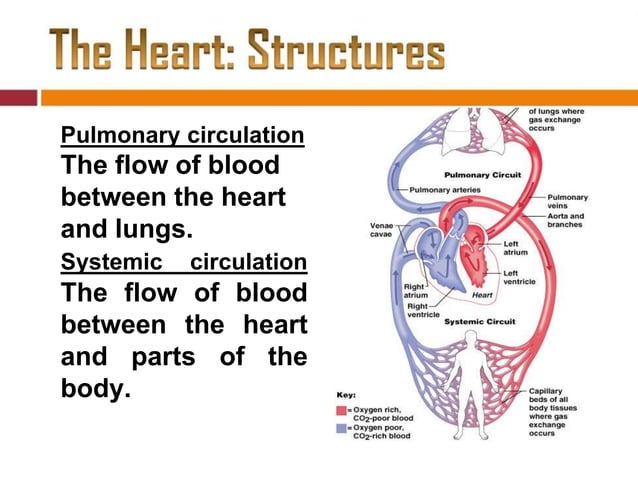 Physiology of Circulatory System for bsc nursing.pptx