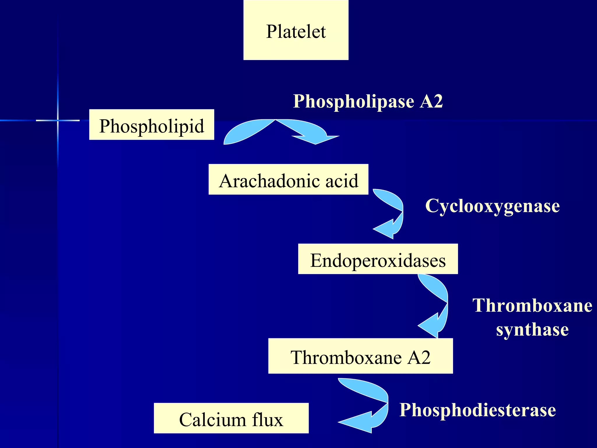 Physiologulation | PPT