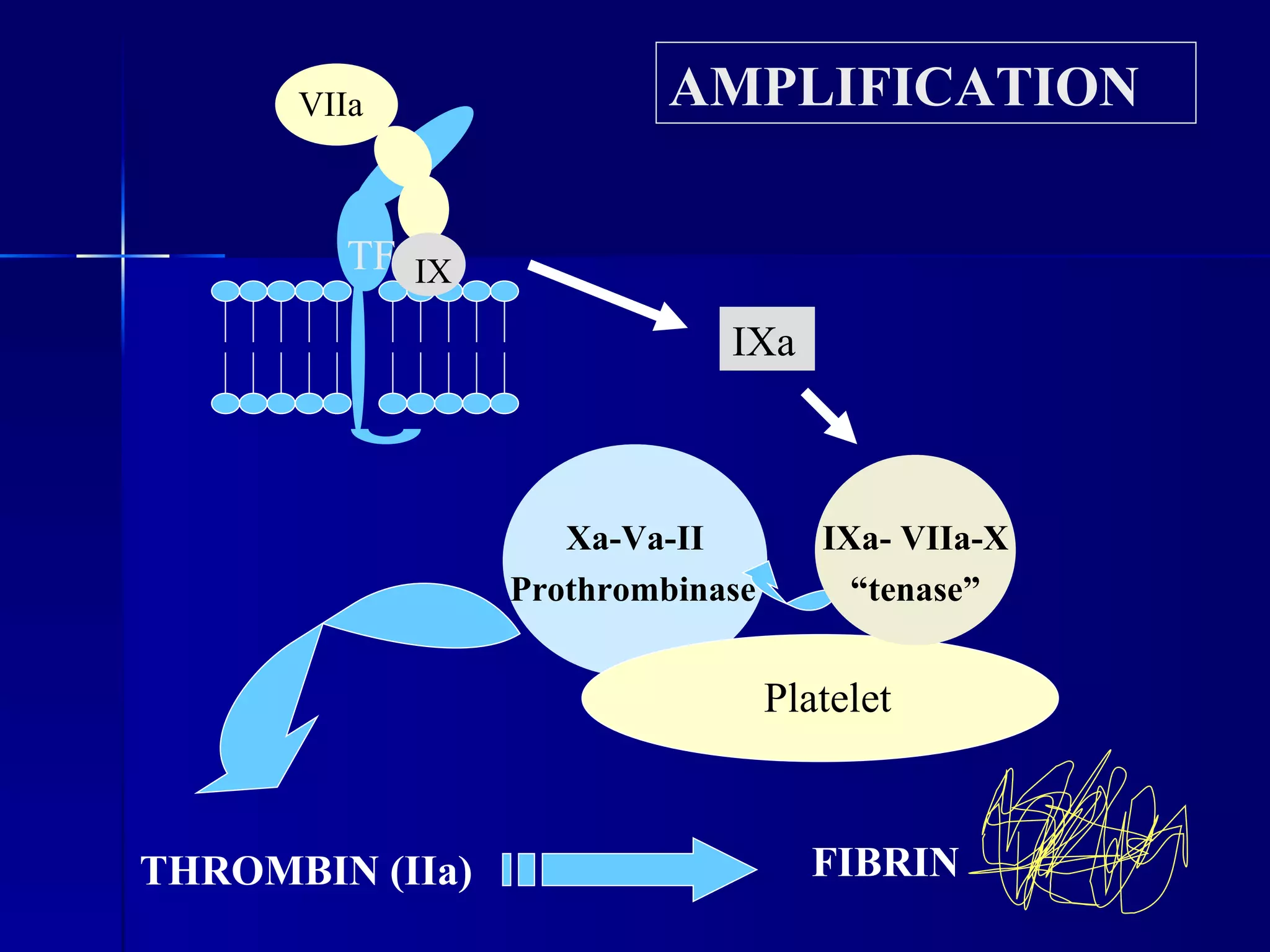 Physiologulation | PPT