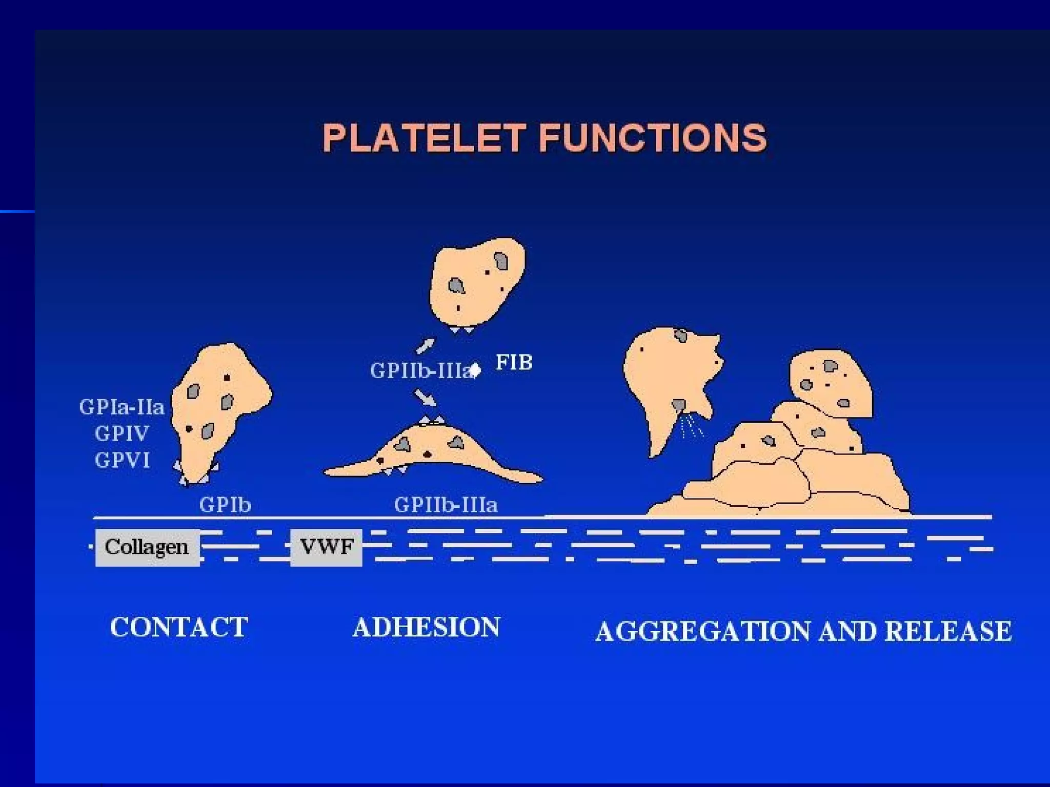 Physiologulation | PPT | Free Download