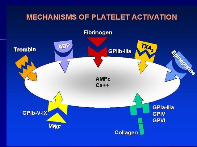 Physiologulation | PPT