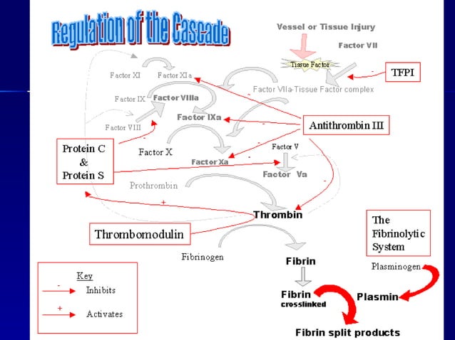 Physiologulation | PPT