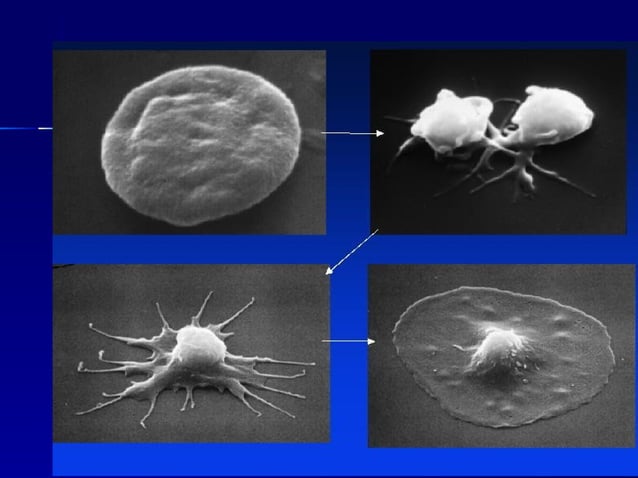 Physiologulation | PPT