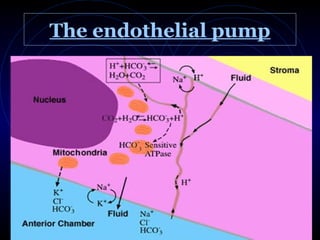 Physiology of cornea | PPT