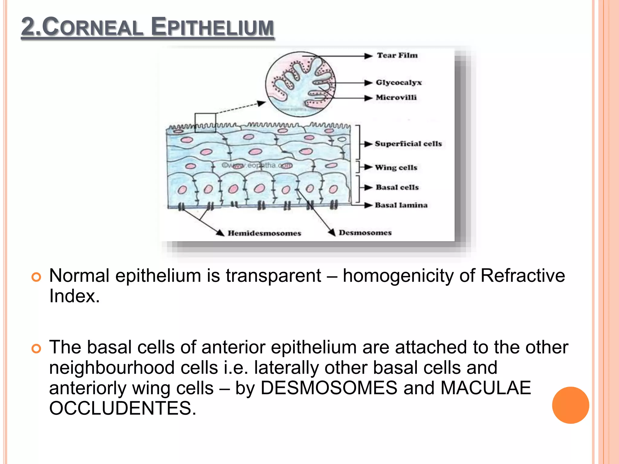 Physiology of cornea | PPTX