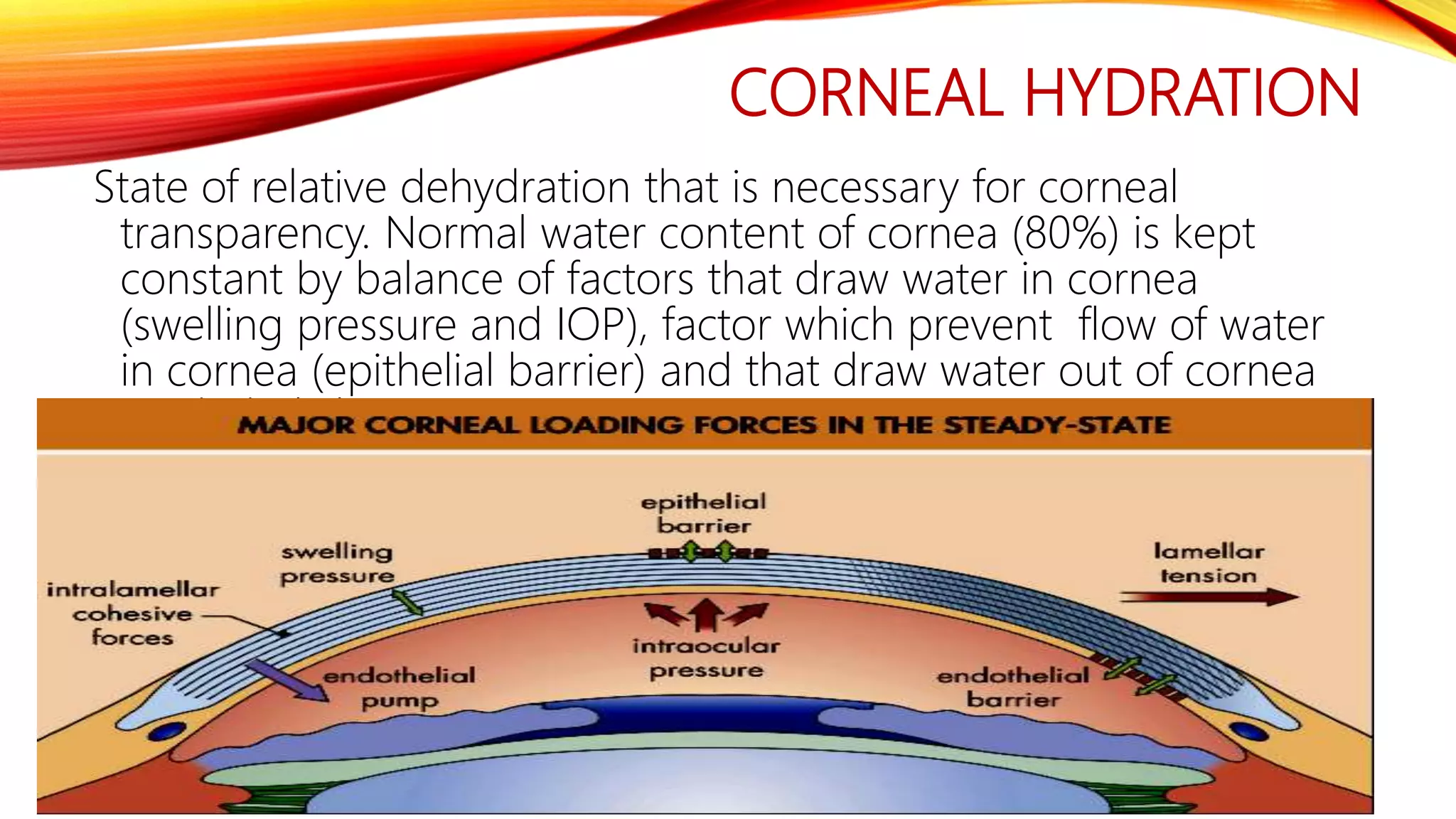 Physiology of cornea | PPTX