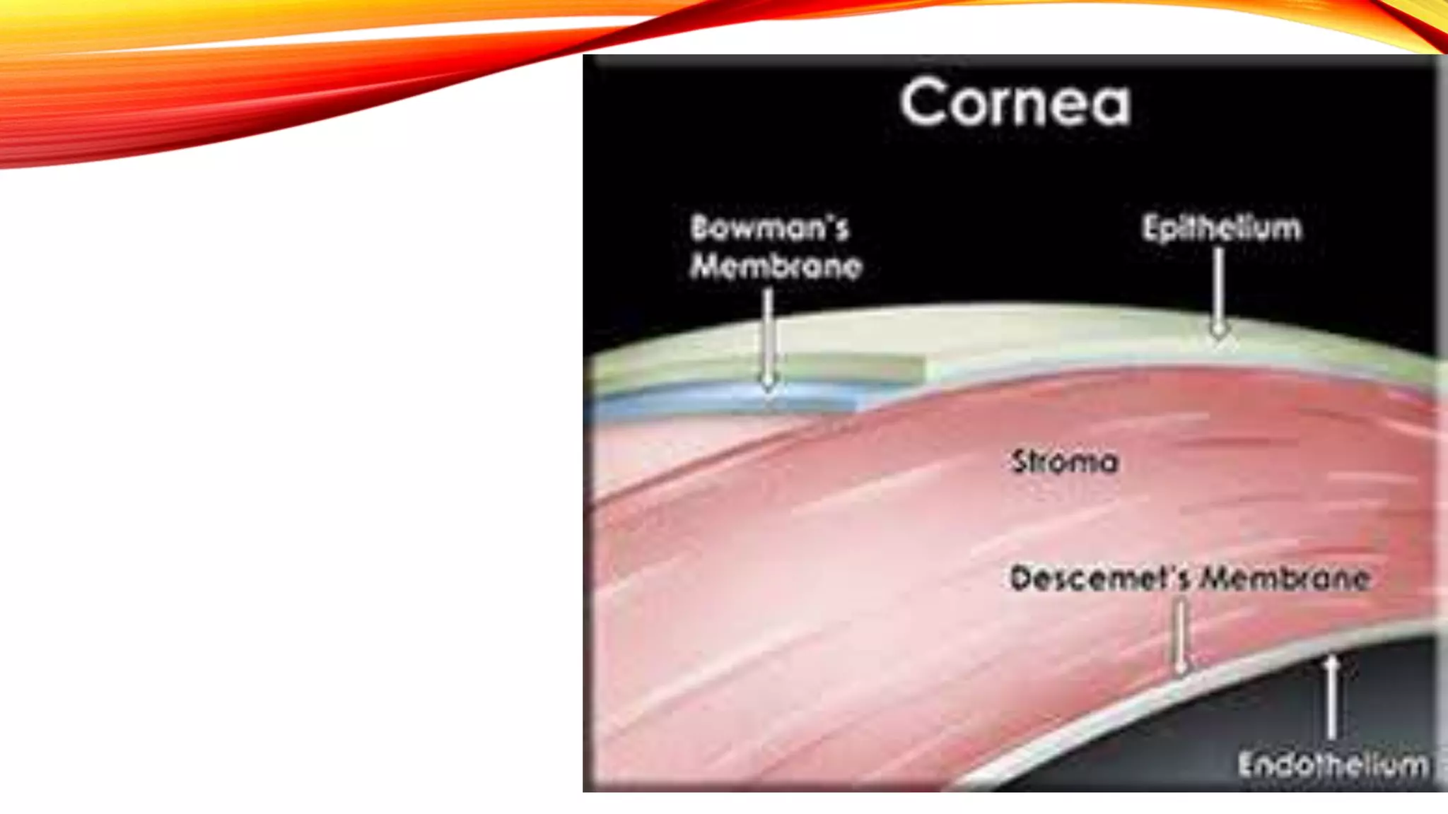 Physiology of cornea | PPTX