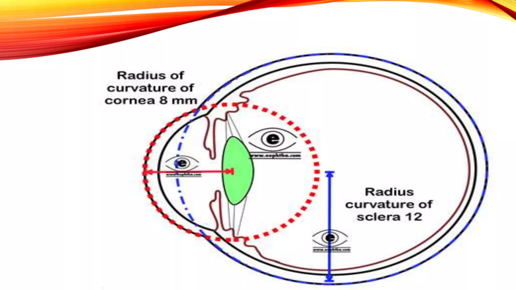 Physiology of cornea | PPTX