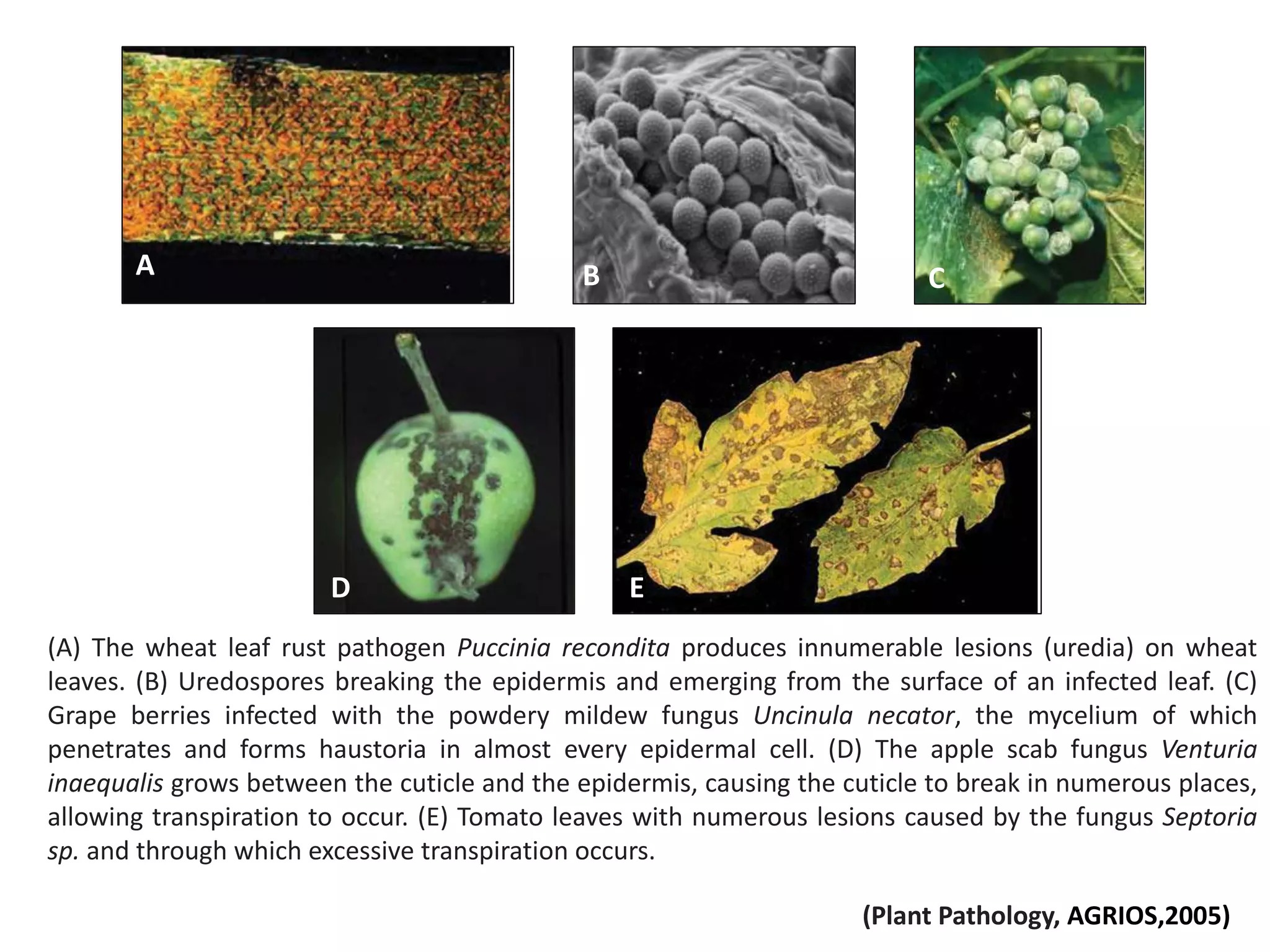 Physiology of crops under biotic stress | PPTX