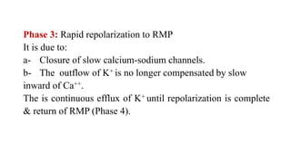 physiology of CVS lecture 1 | PDF | Heart and Cardiovascular Diseases ...