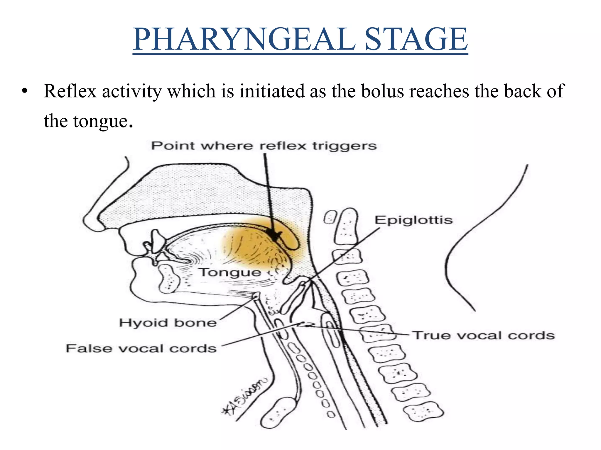 Physiology of deglutition | PPTX