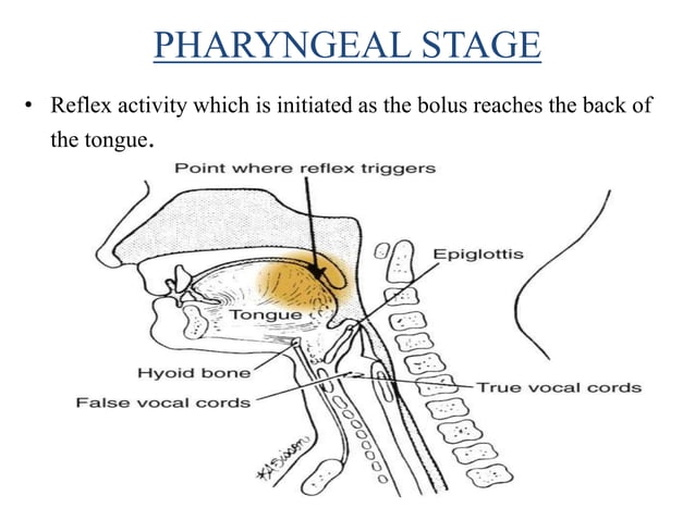 Physiology of deglutition | PPTX | Ear, Nose and Throat Conditions ...