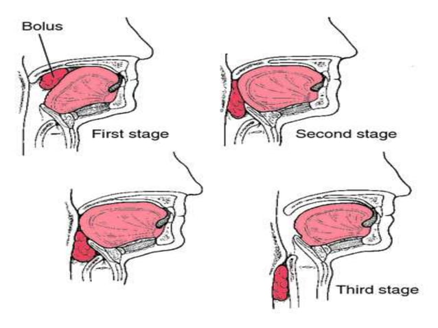 Physiology of deglutition | PPTX | Ear, Nose and Throat Conditions ...