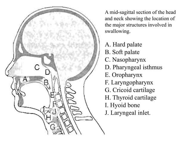 Physiology of deglutition | PPTX | Ear, Nose and Throat Conditions ...