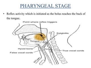 Physiology of deglutition | PPT