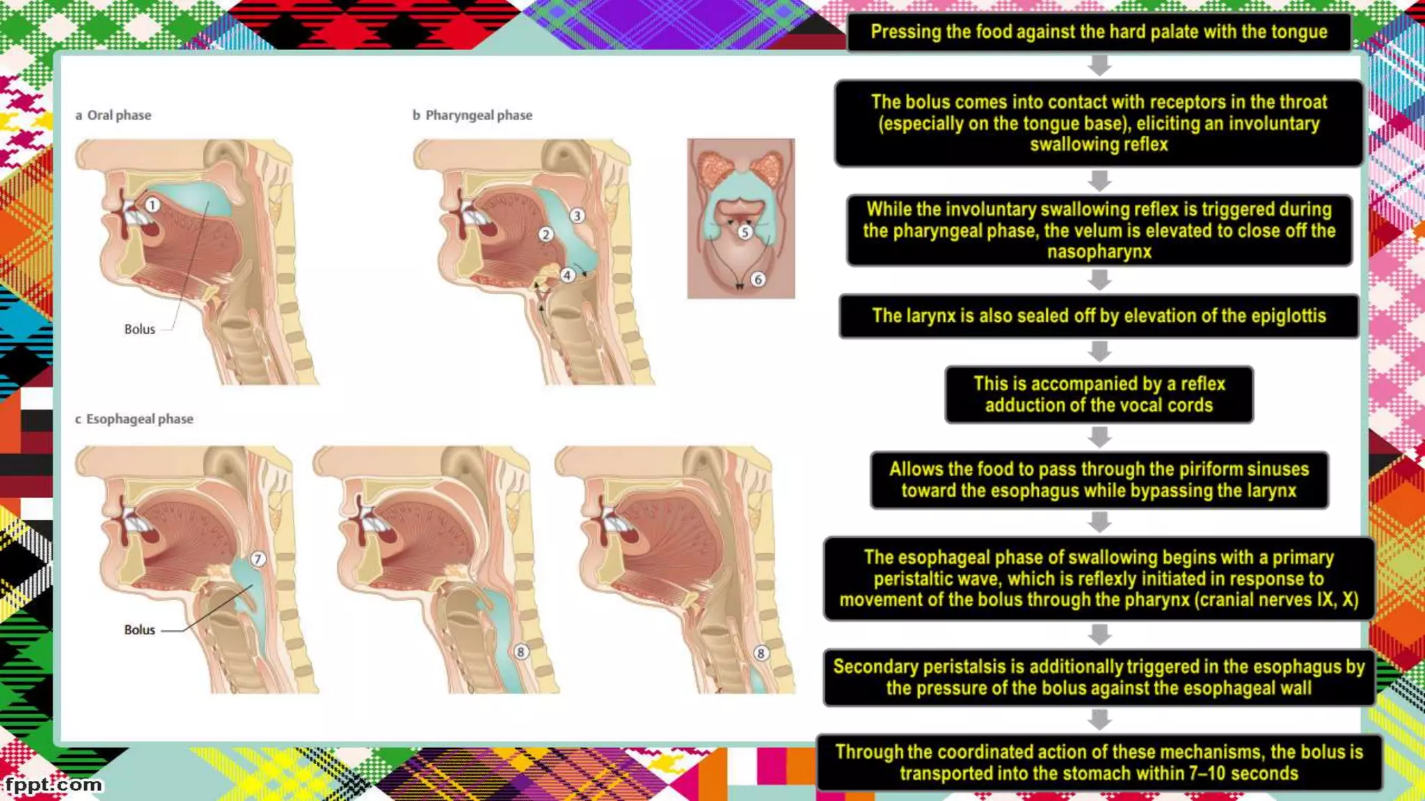 Physiology of deglutition | PPT