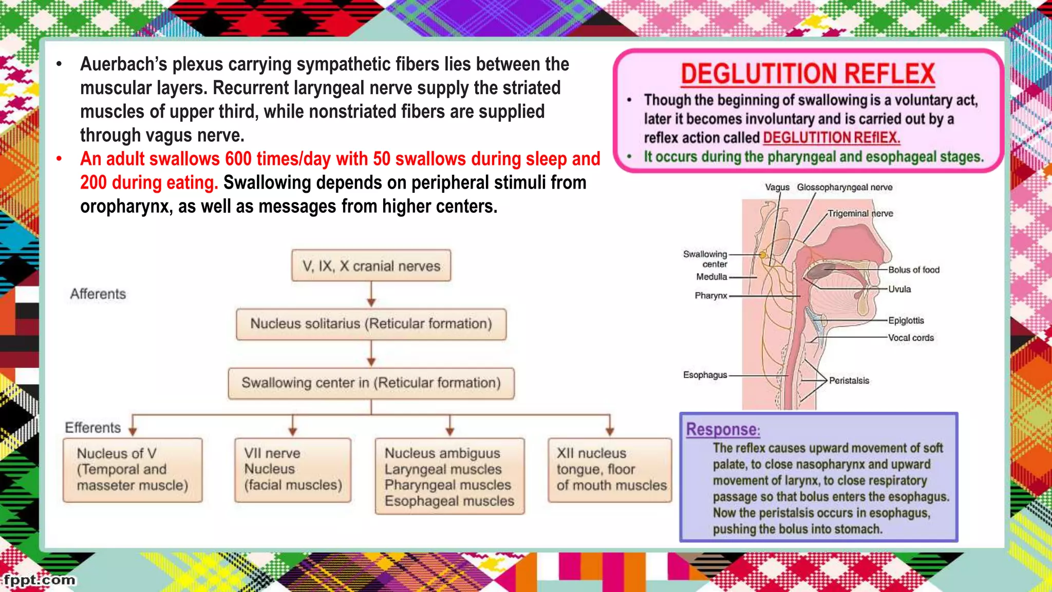 Physiology of deglutition | PPT