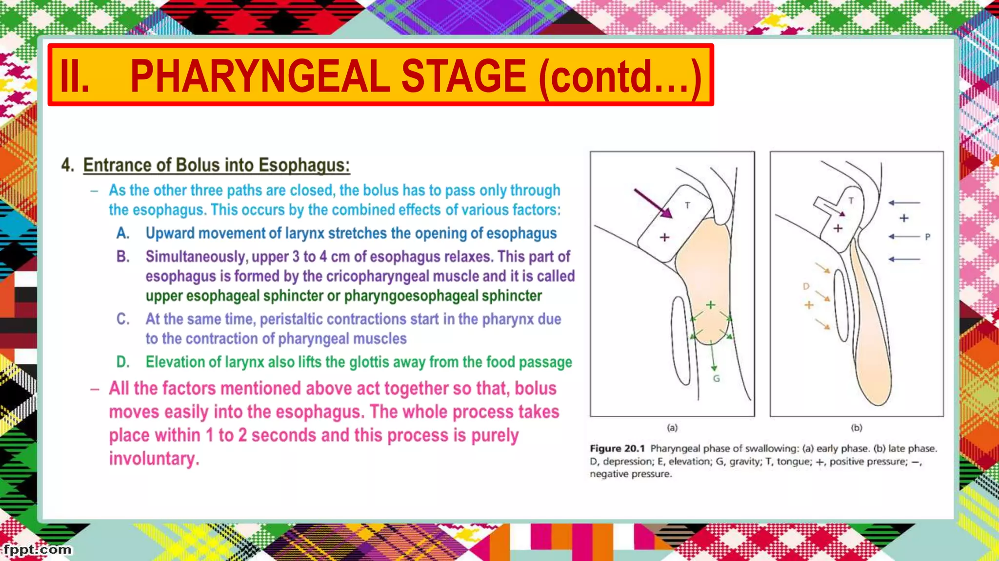 Physiology of deglutition | PPT