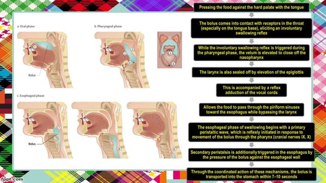Physiology of deglutition | PPT
