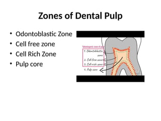 physiology of dental pulp & periapical tissues-1.pptx | Free Download